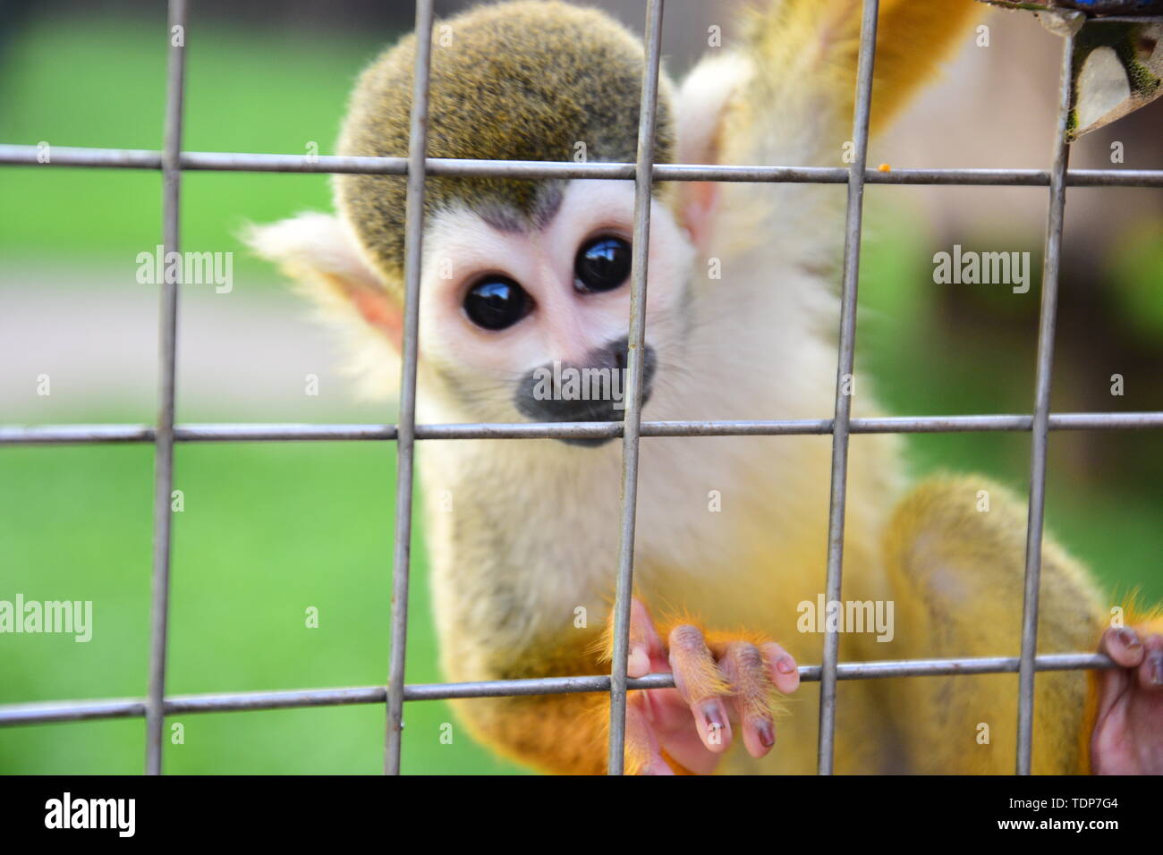 Golden monkey hi-res stock photography and images - Alamy
