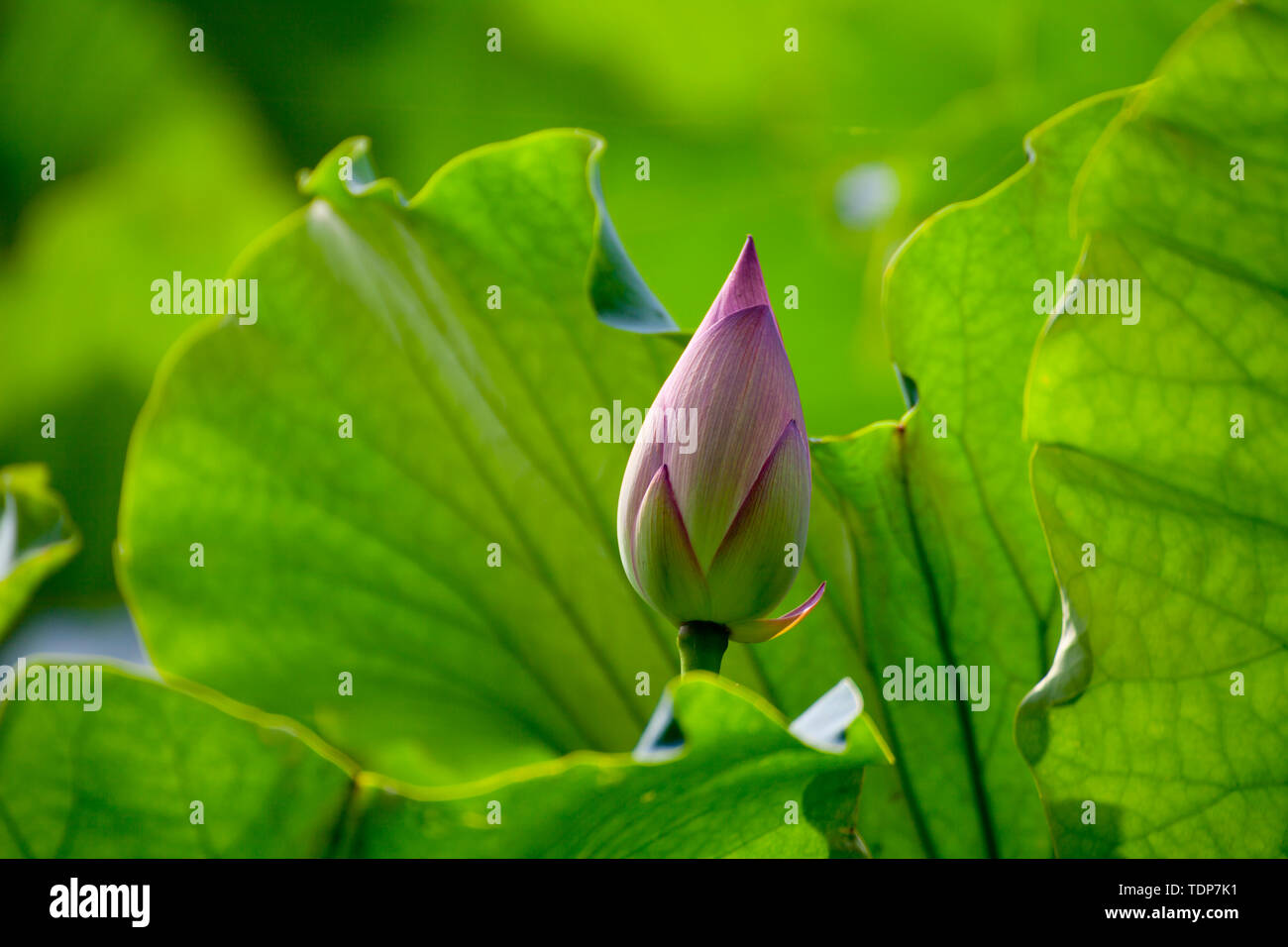 A set of creative pictures of lotus flowers Stock Photo - Alamy