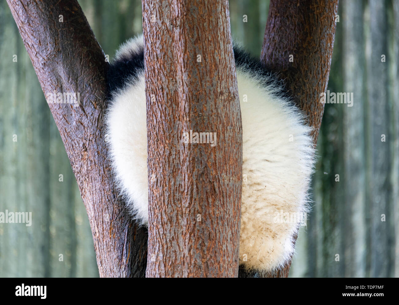 A lazy giant panda lying down Stock Photo - Alamy