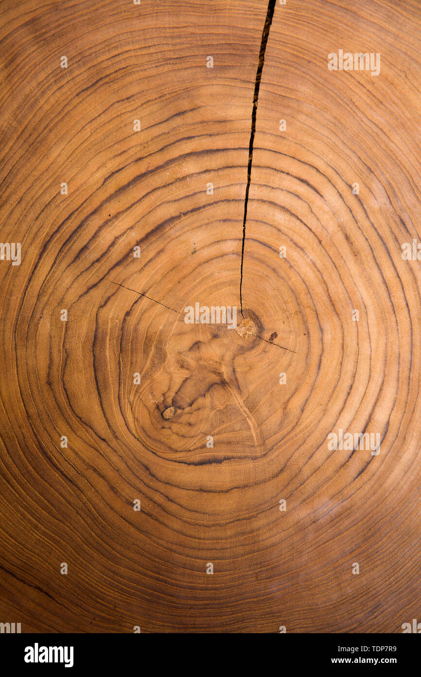Large circular piece of wood cross section with concentric tree ring ...