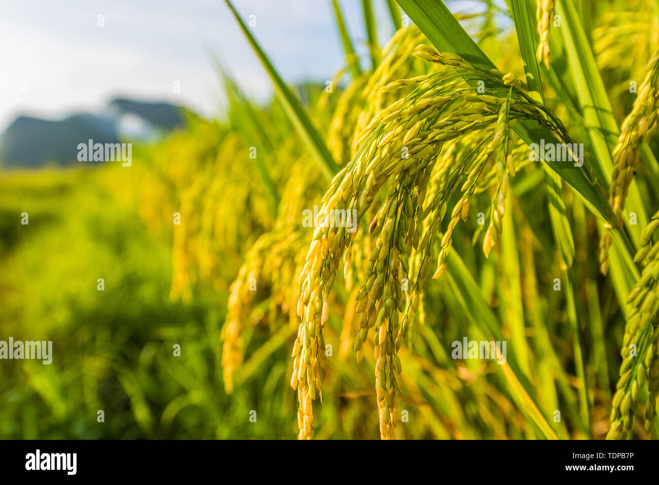 Hybrid rice hi-res stock photography and images - Alamy