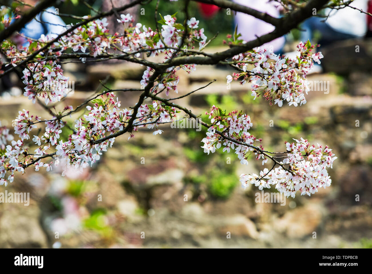 2018.4.1 Huitouzhu, Wuxi, Taihu Lake is one of the three cherry ...