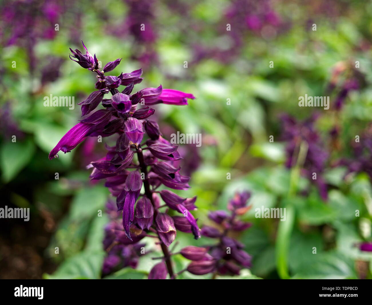 A string of purple Stock Photo - Alamy