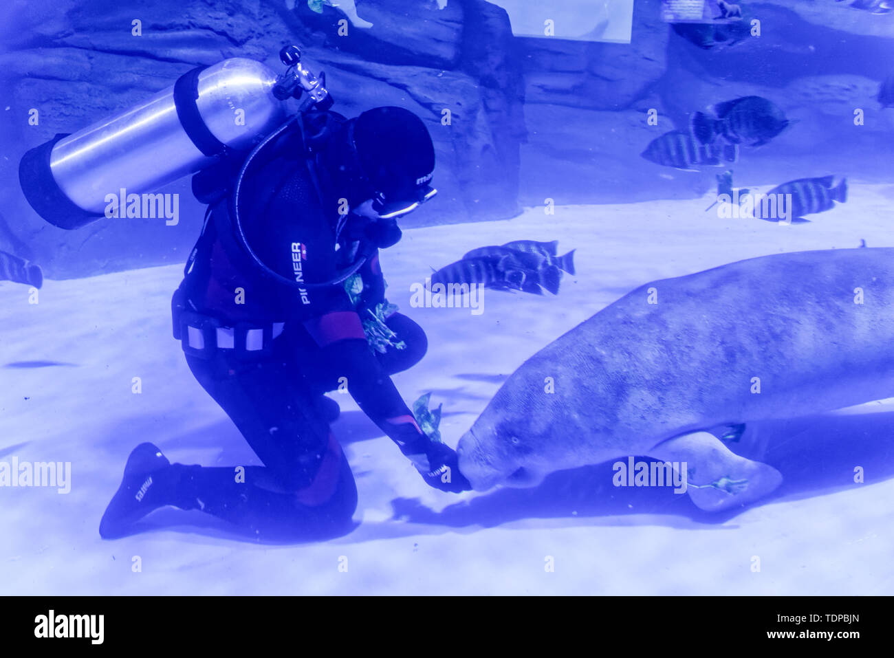 Sea Animal Museum, Shanghai Haichang Ocean Park Stock Photo - Alamy