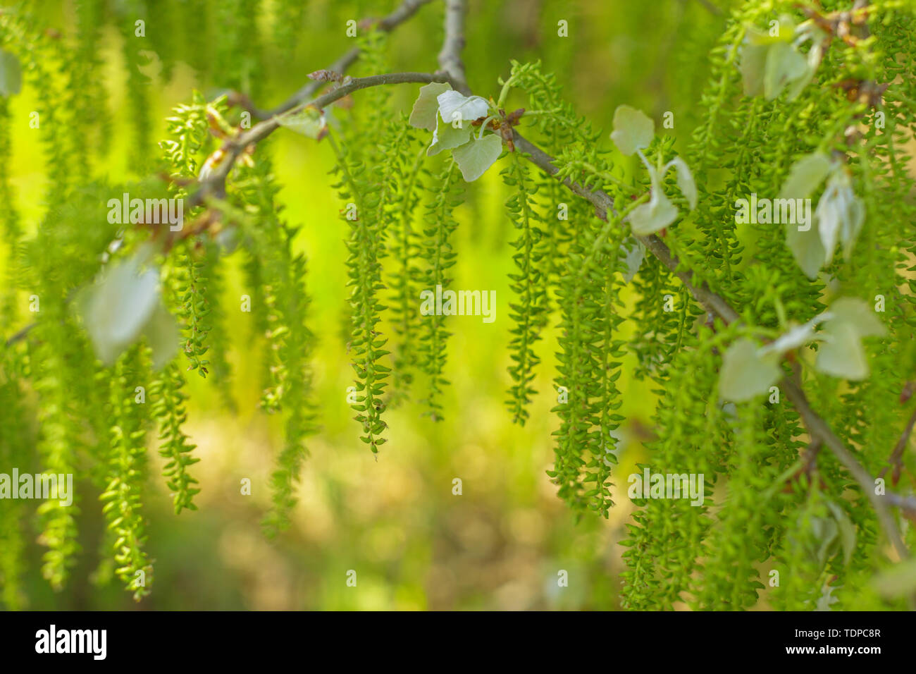 New green leaves on a trees in spring background Stock Photo - Alamy