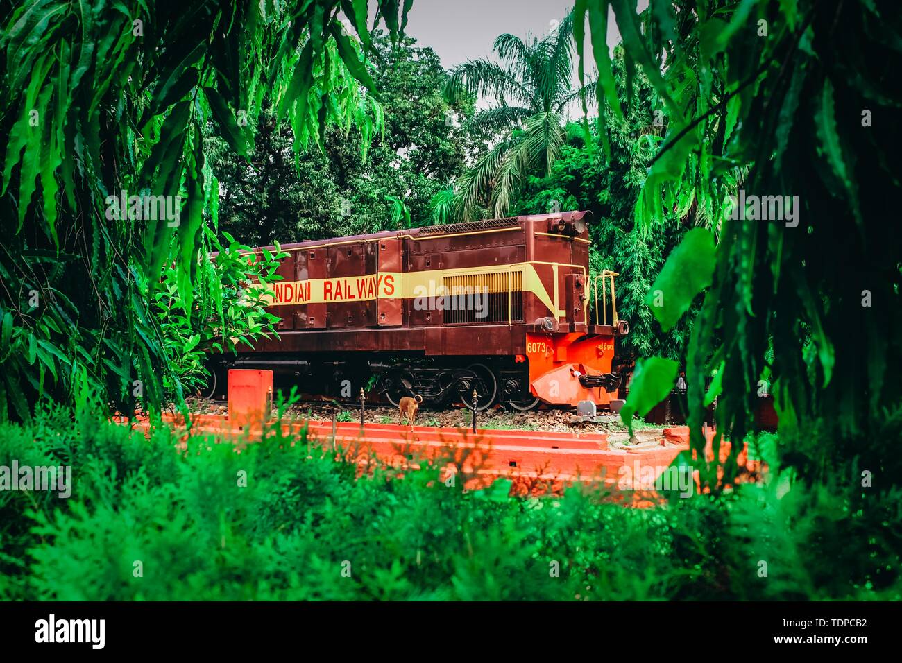 Vintage train going through green Indian forest with tropical trees ...