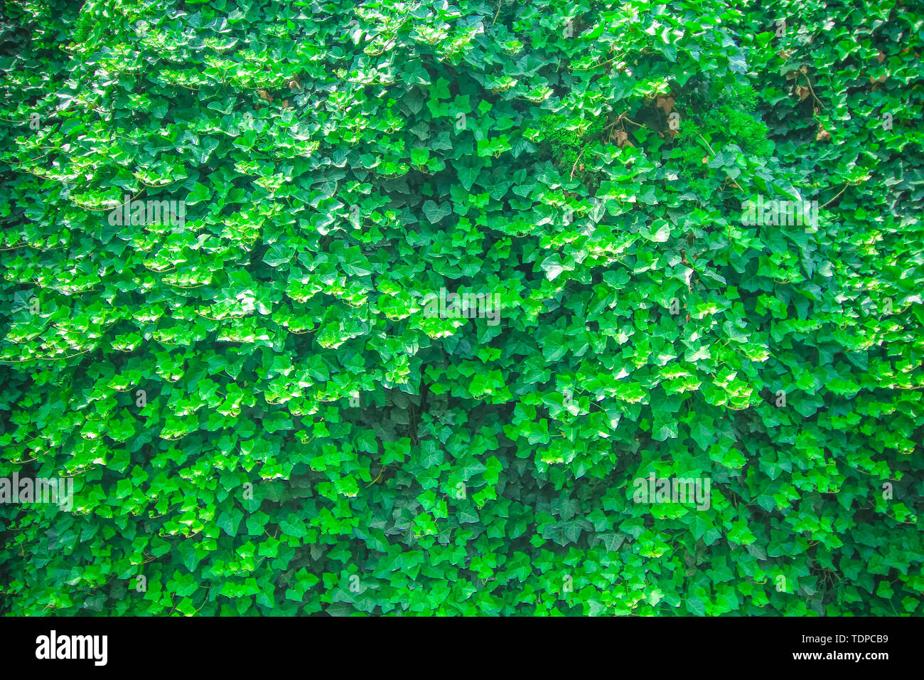 Green plants, forest landscapes Stock Photo - Alamy