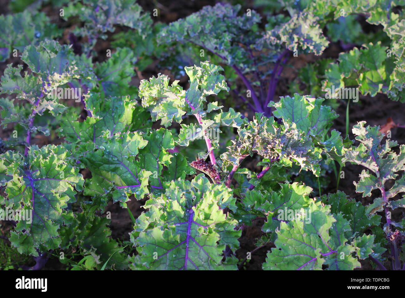 Green vegetable garden field planting red kale green in organic ...