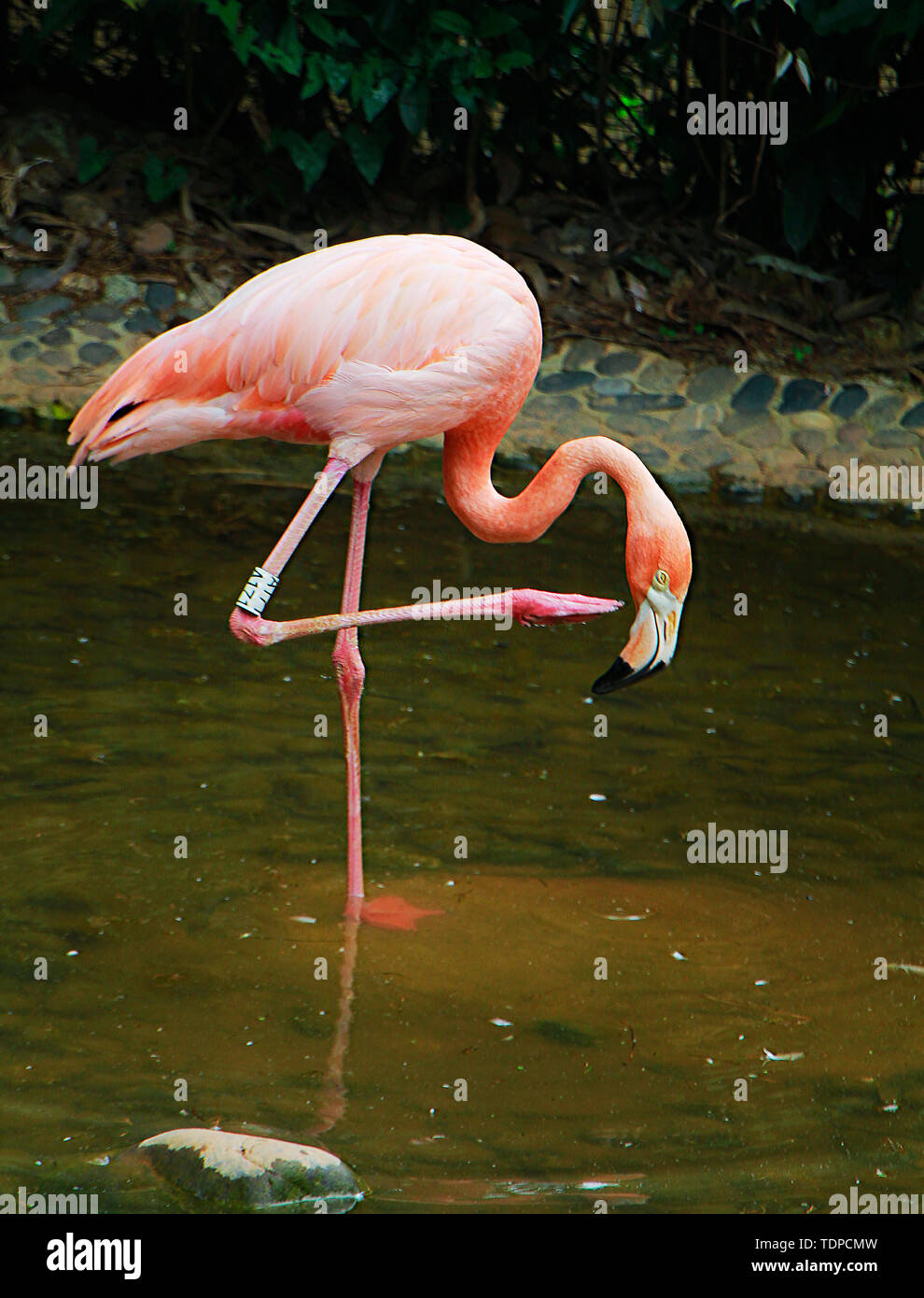 The flamingos stand on one leg Stock Photo - Alamy