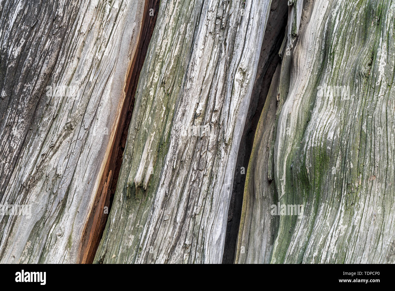 Ancient cypress bark texture Stock Photo - Alamy