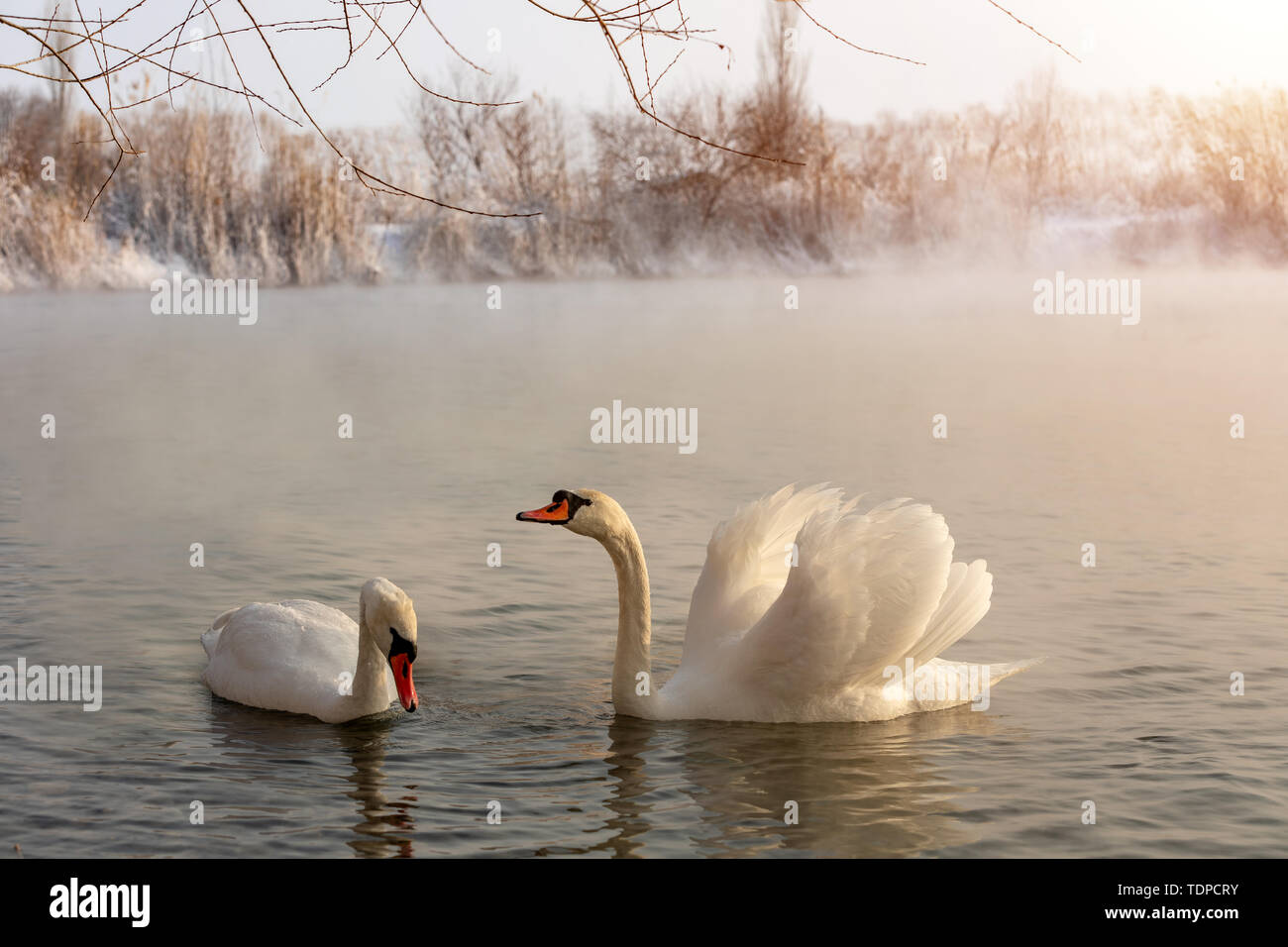 A warts-nosed swan swimming in hot springs in Yili, Xinjiang in winter ...