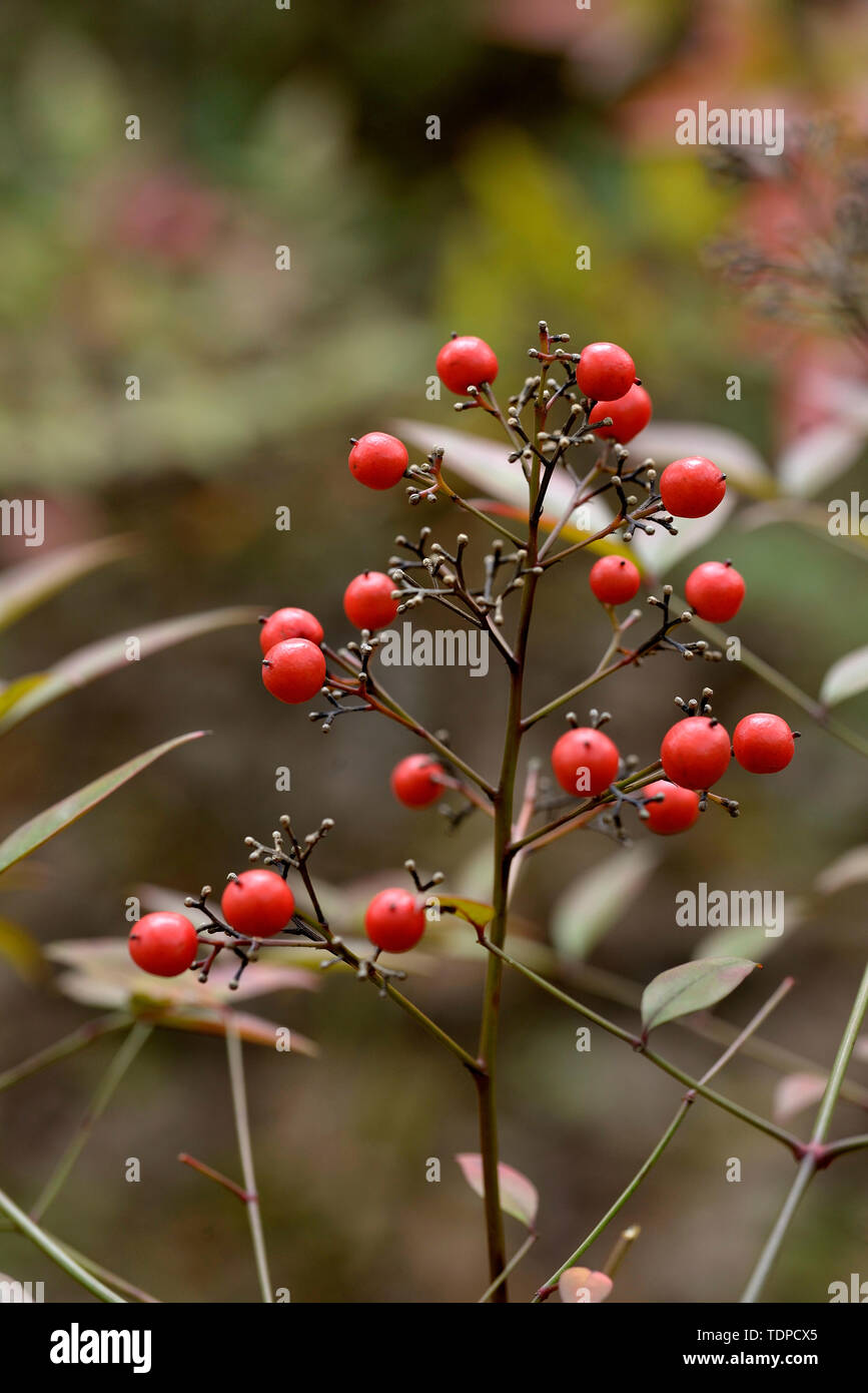 Red fruit of southern bamboo Stock Photo - Alamy