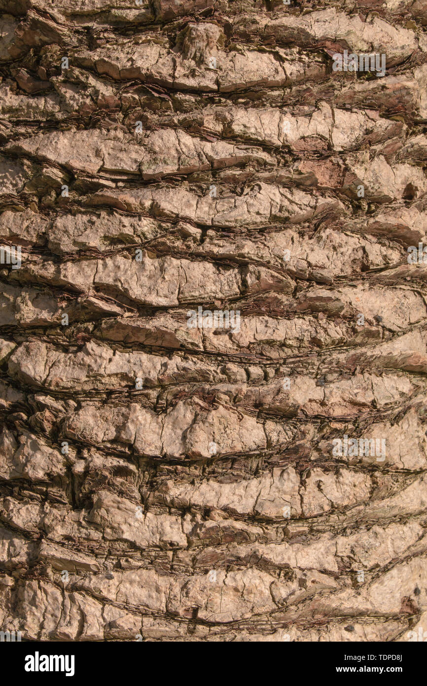 Upper trunk detail of palm tree background texture pattern Stock Photo ...