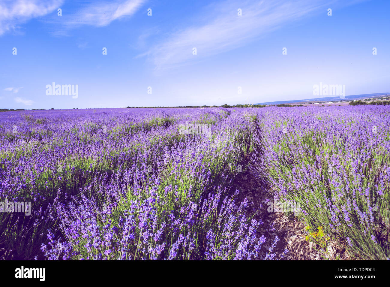 Lavender Field in the summer Stock Photo - Alamy