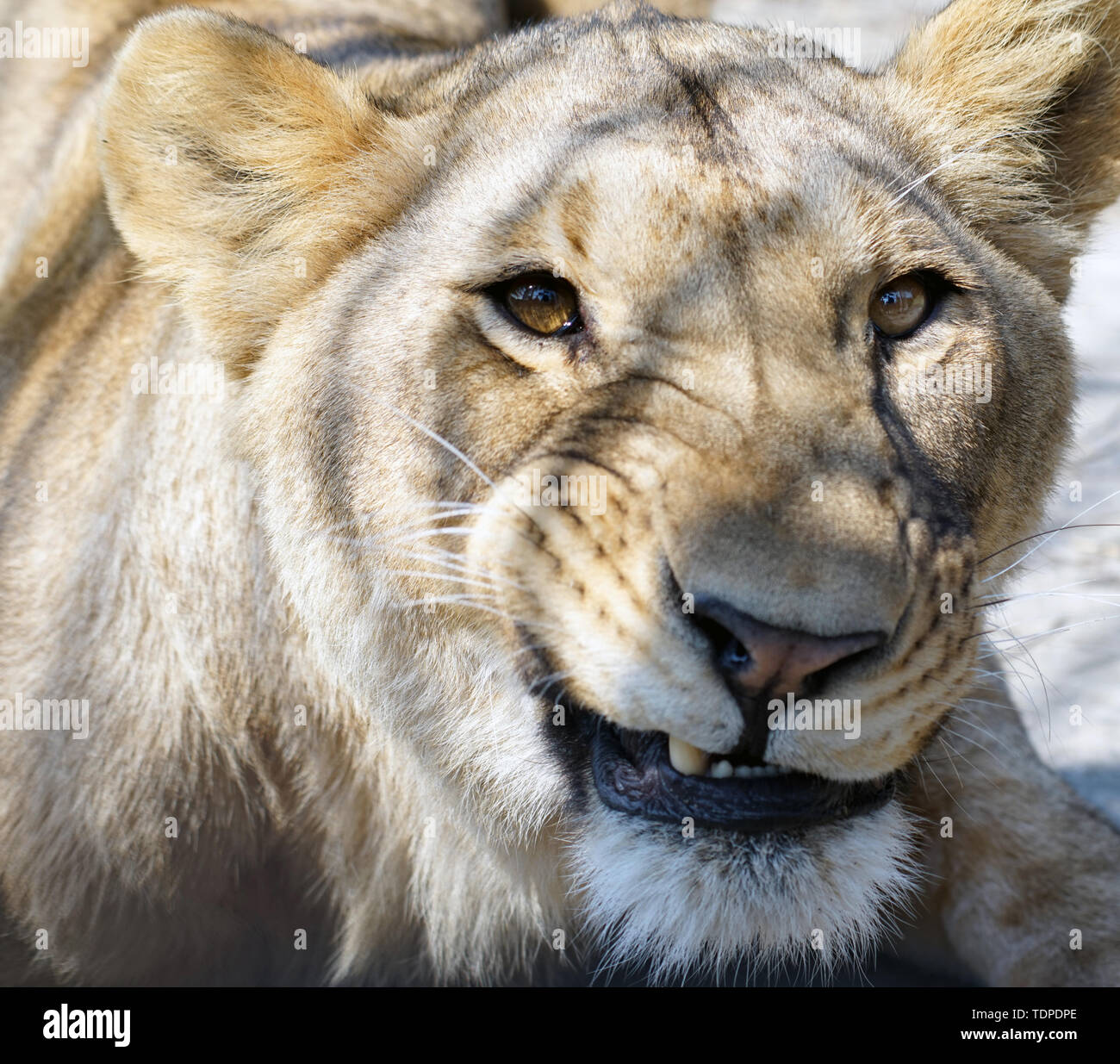 Yagor zoo hi-res stock photography and images - Alamy