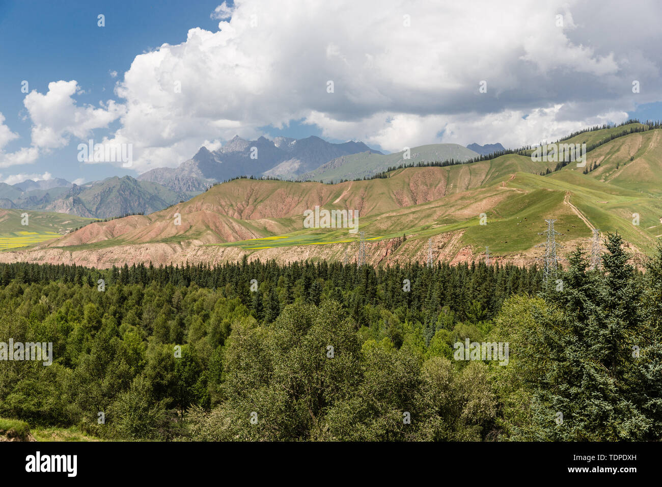 Green scenery in the mountains of the Yadong forest, Tibet, China Stock ...