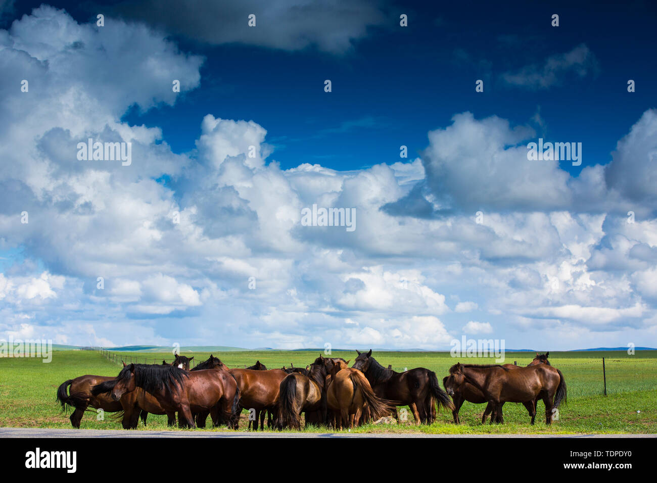 Picture of the steed Stock Photo - Alamy