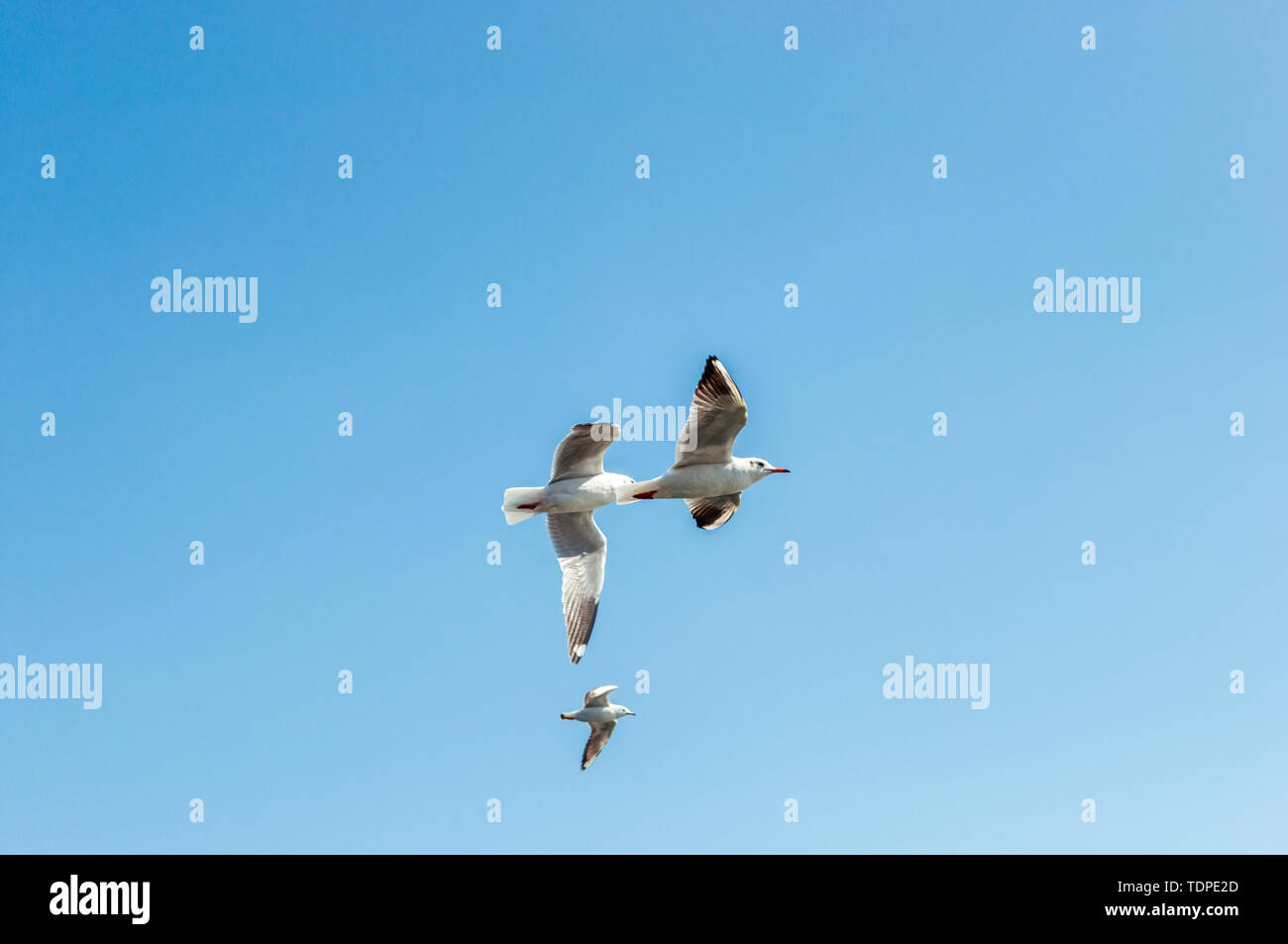 Erhai seagulls hi-res stock photography and images - Alamy