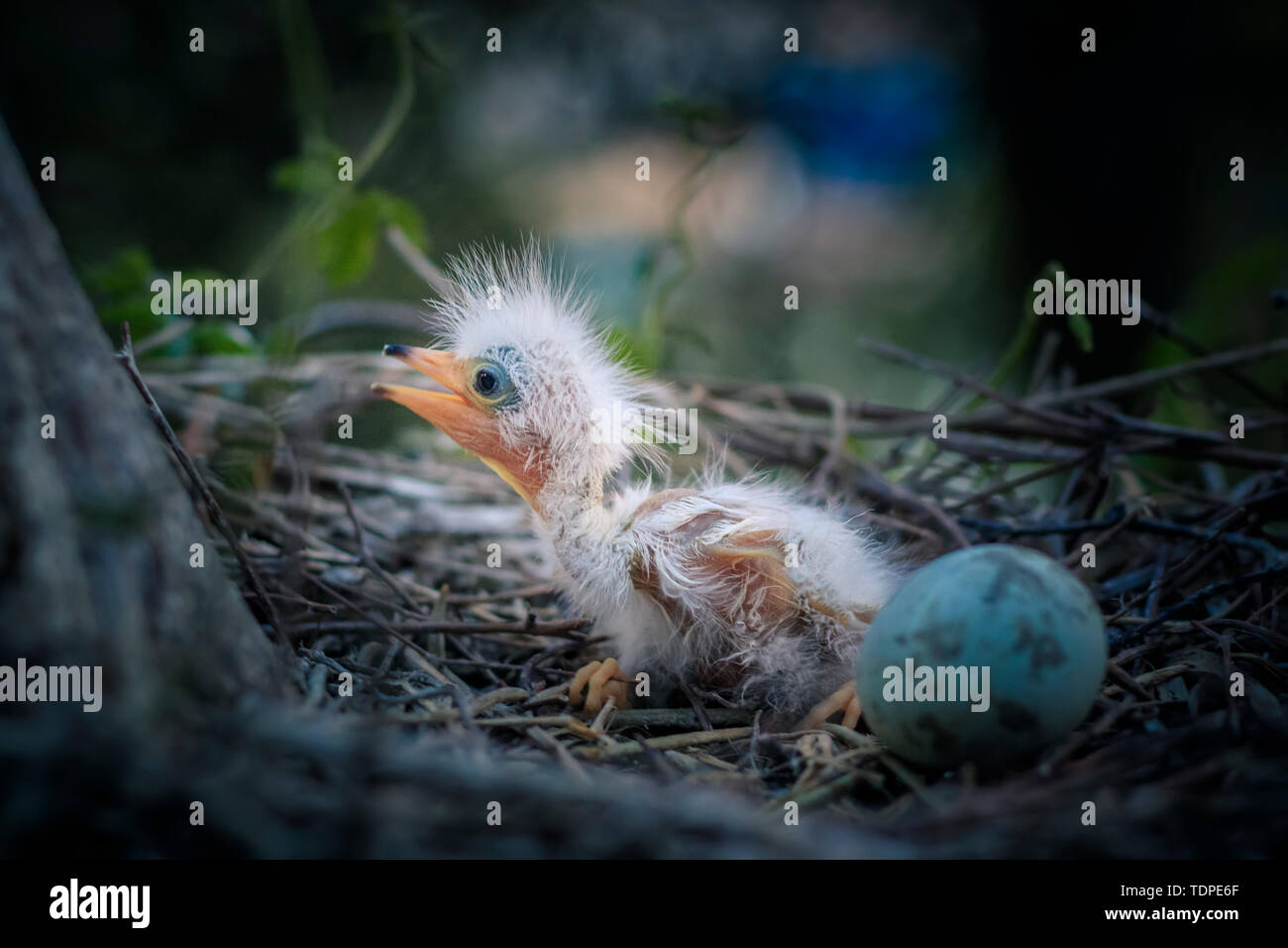 Egret eggs hi-res stock photography and images - Alamy