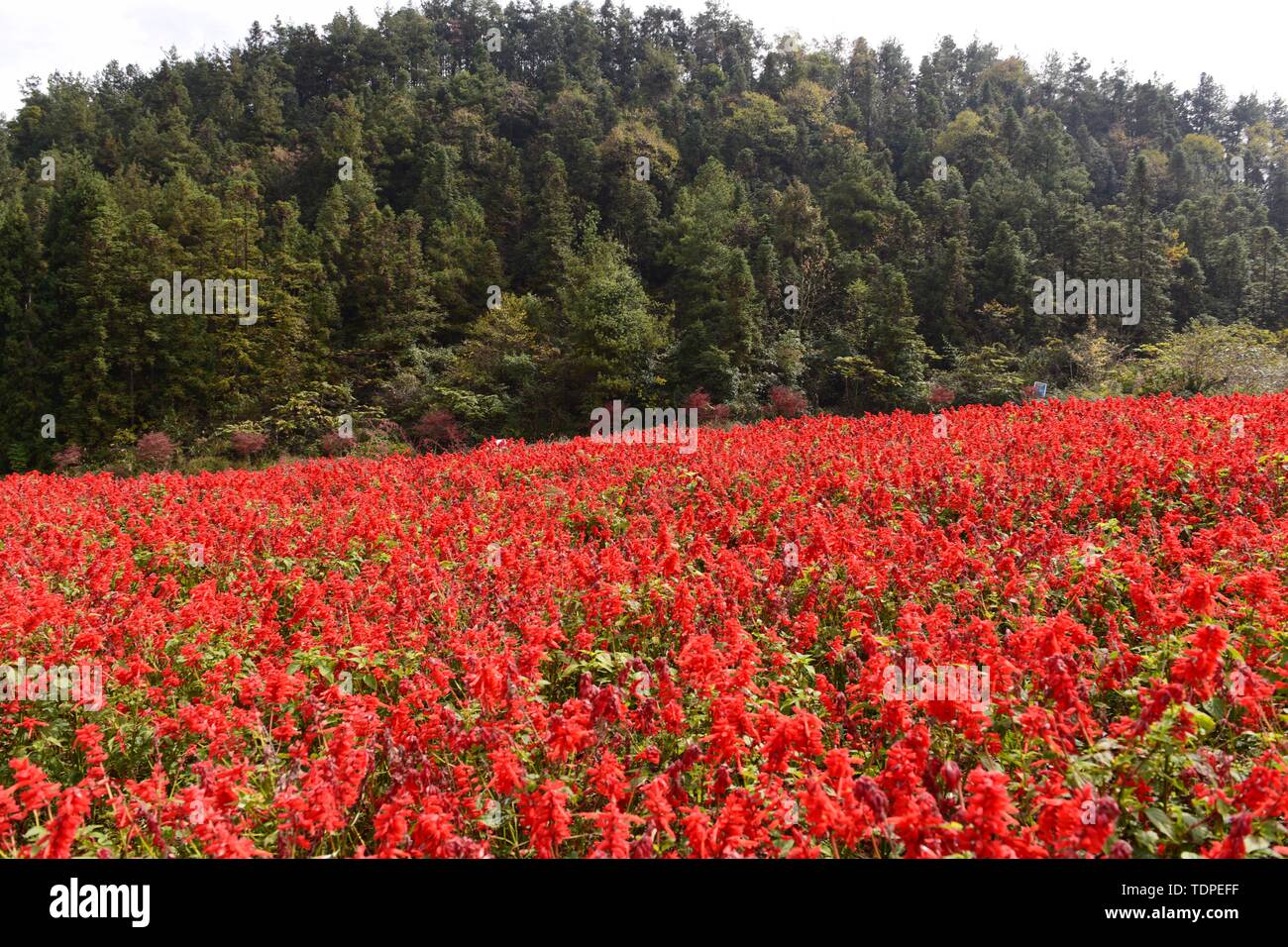 String of red flowers Stock Photo - Alamy