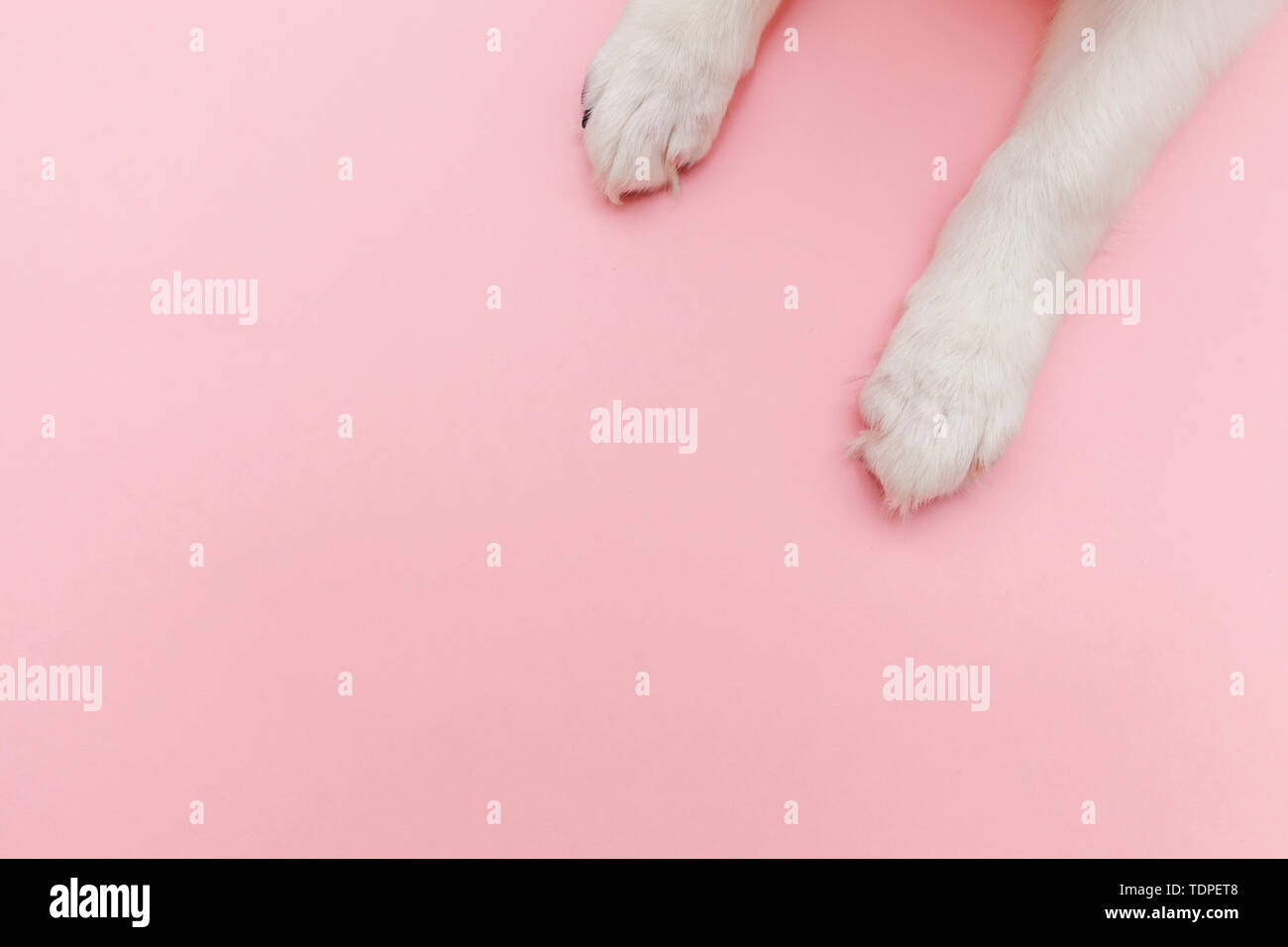 Puppy dog white paws isolated on pink pastel trendy background. Pet ...