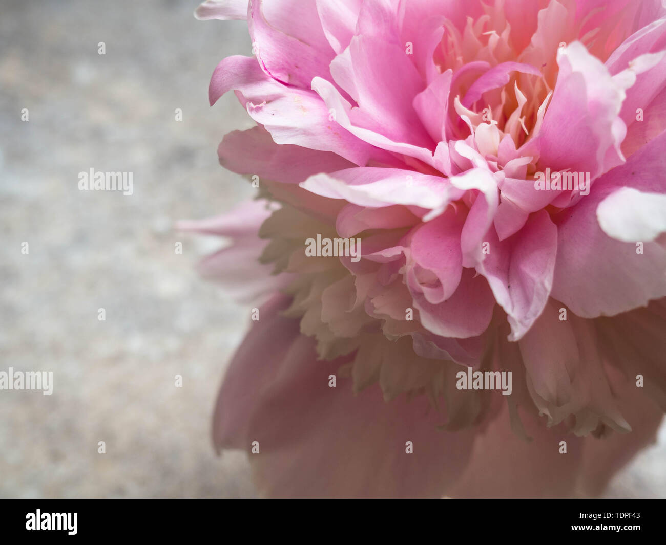 fresh bright blooming peon flower pink color, close up Stock Photo - Alamy