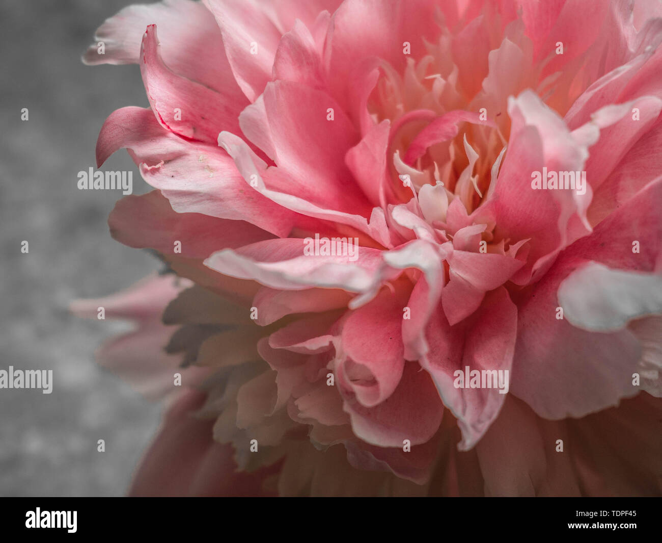 fresh bright blooming peon flower pink color, close up Stock Photo - Alamy