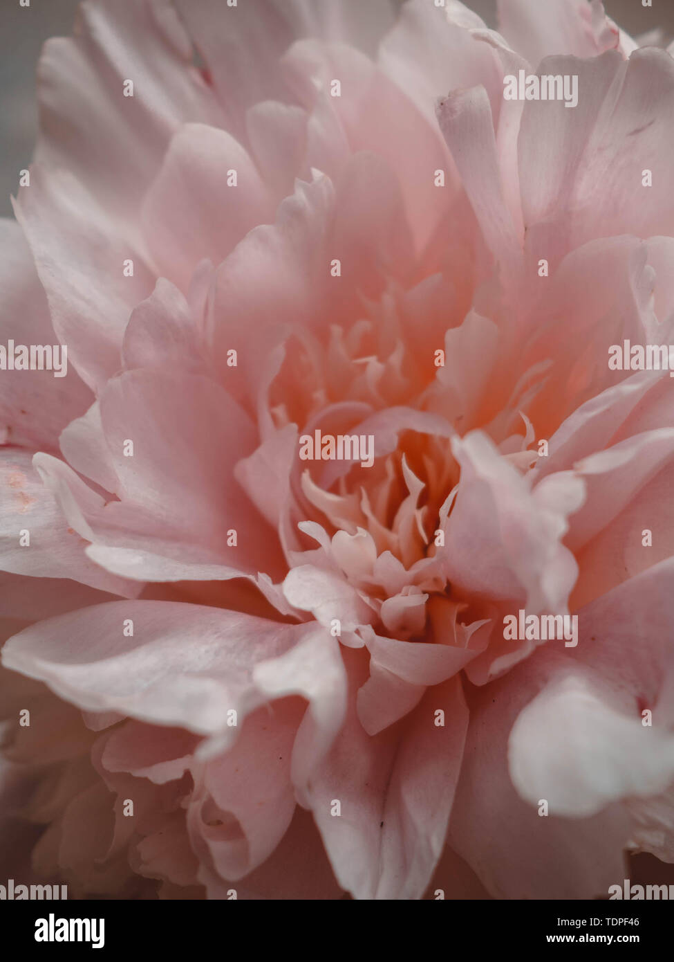 fresh bright blooming peon flower pink color, close up Stock Photo - Alamy