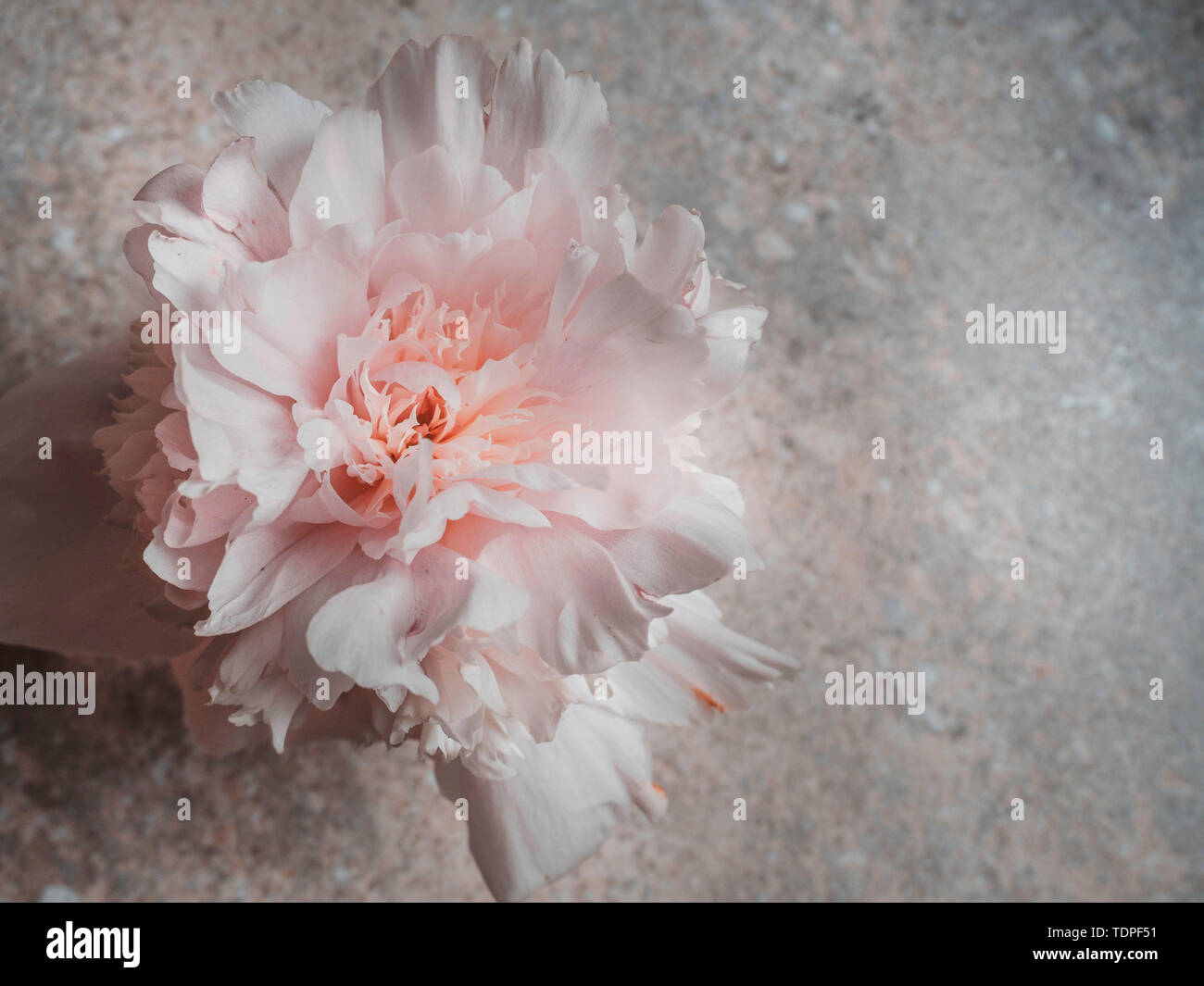 fresh bright blooming peon flower pink color, close up Stock Photo - Alamy