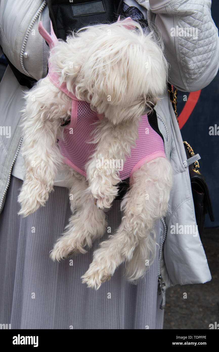 Woman carrying dog in purse hi-res stock photography and images - Alamy