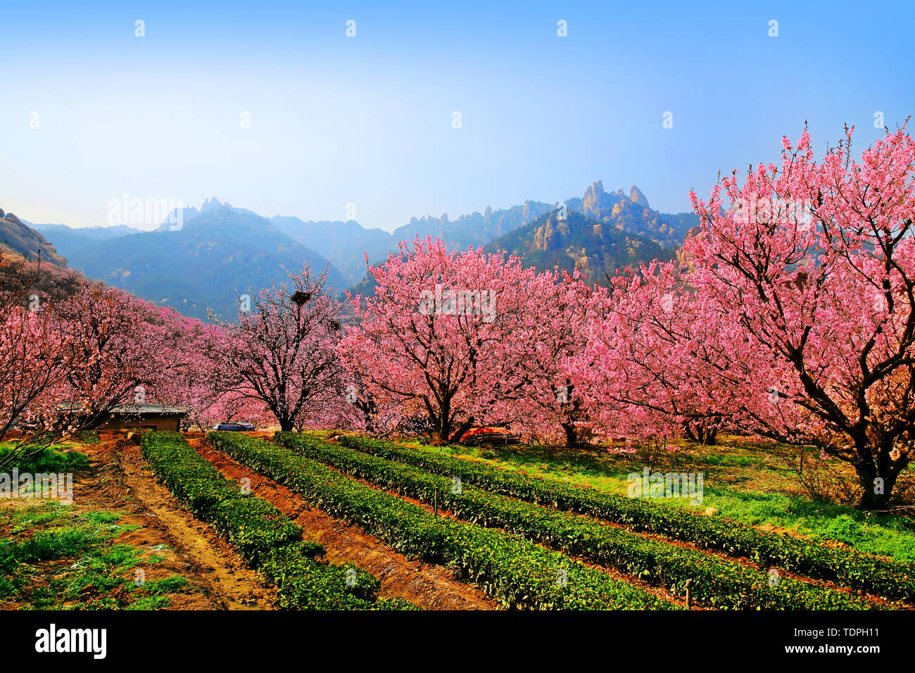 Pictures of spring tide in the mountains Stock Photo - Alamy