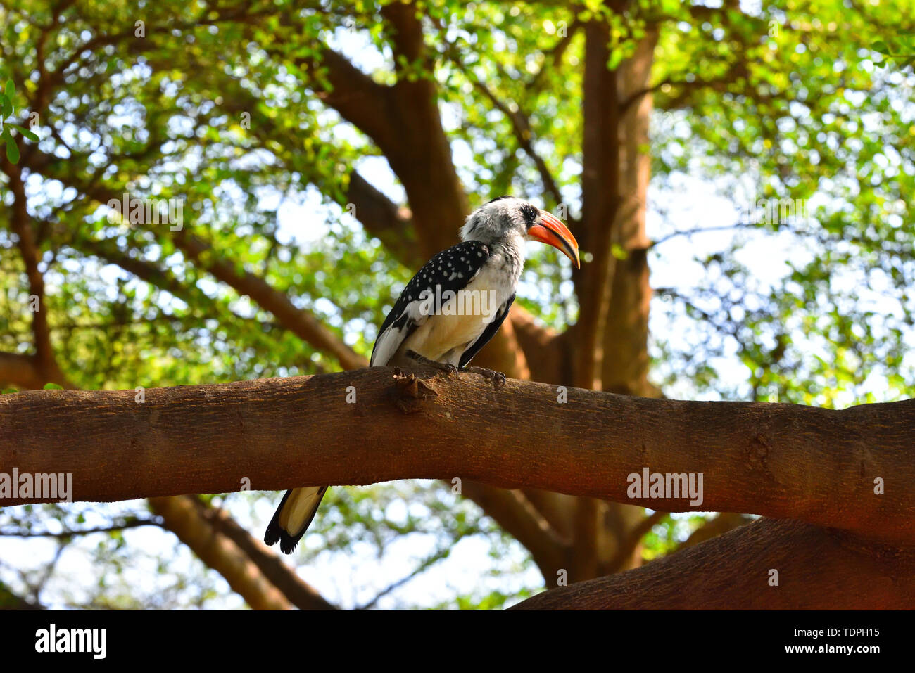 Rhinoceros, pictured in Marseille Mara Stock Photo - Alamy