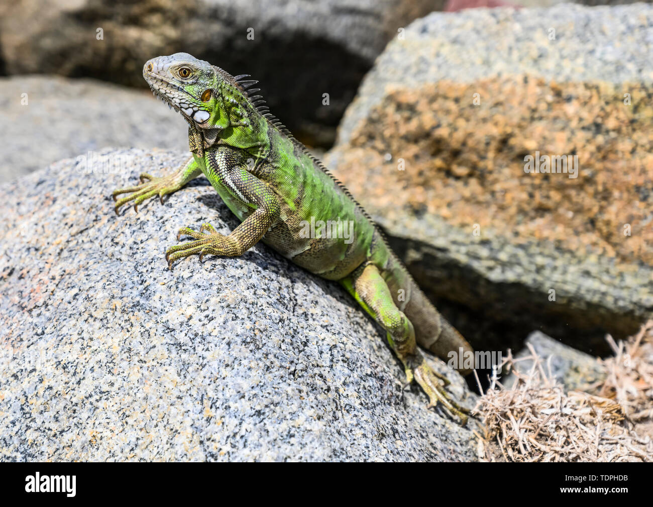 Aruba lizard hi-res stock photography and images - Alamy