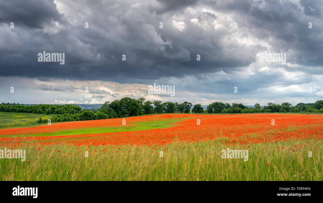 Aydon Castle poppy field in full bloom; Corbridge, Northumberland ...