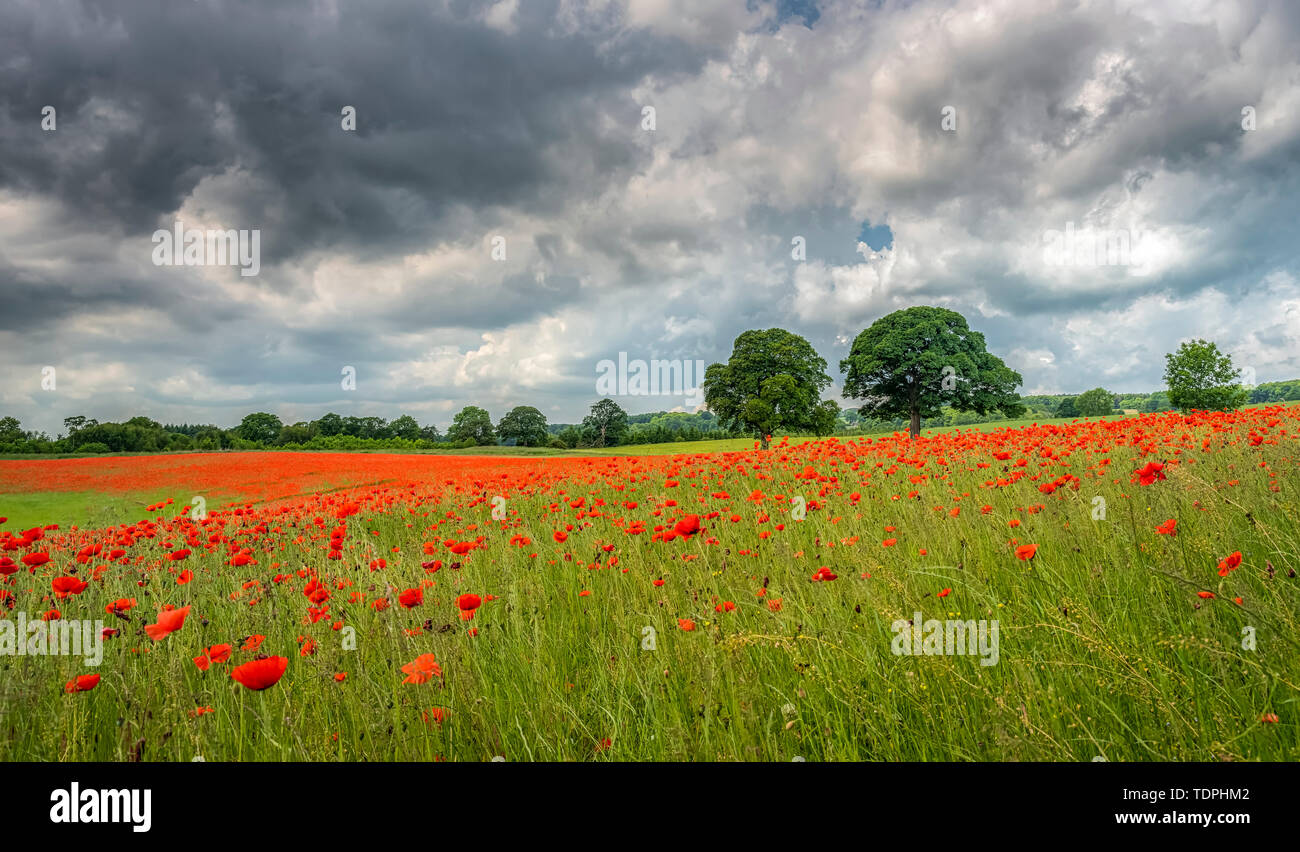 Aydon Castle poppy field in full bloom; Corbridge, Northumberland ...