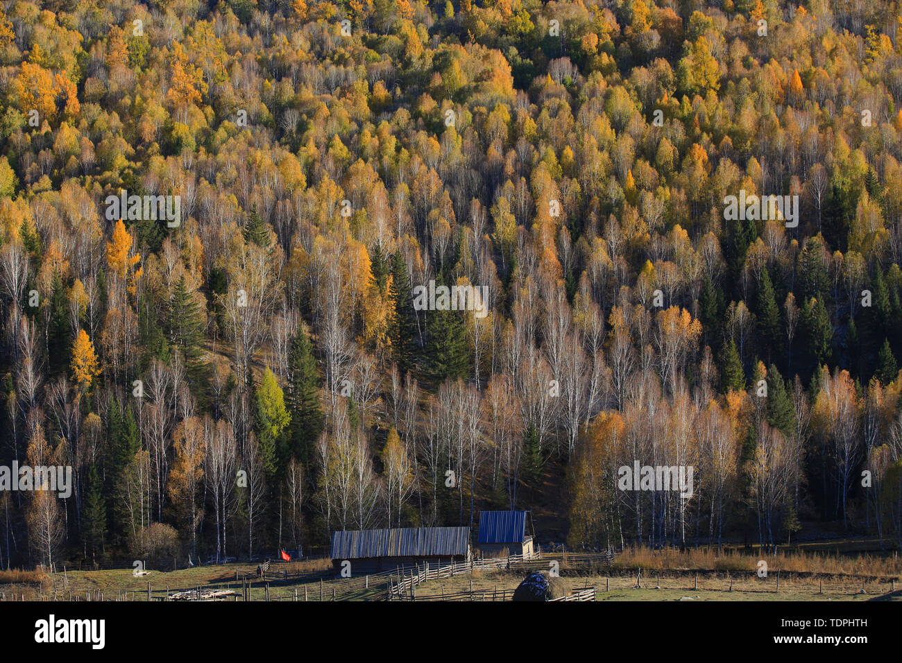 Autumn color of grasses Stock Photo - Alamy
