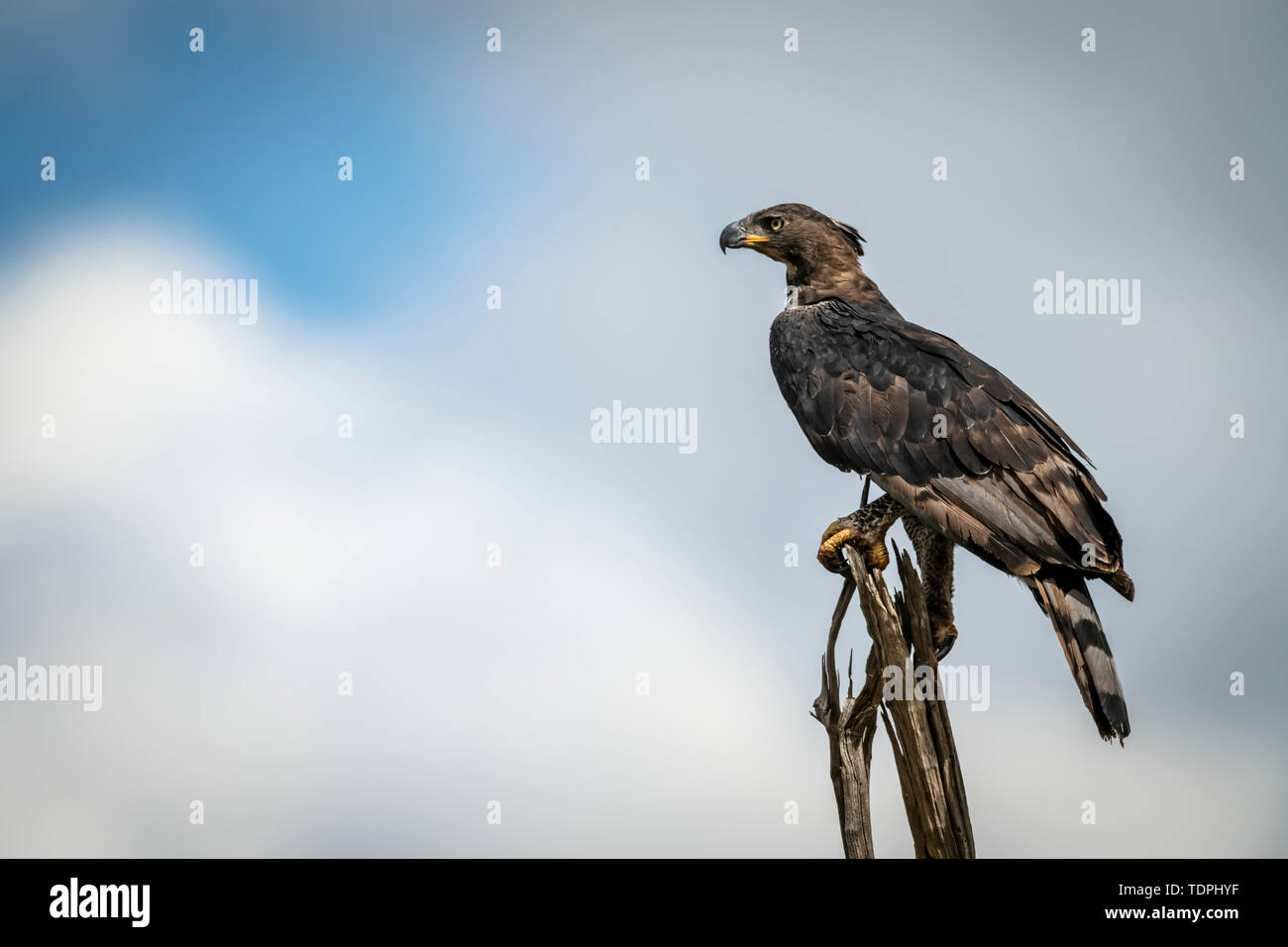 African crowned eagle (Stephanoaetus coronatus) on stump facing left ...