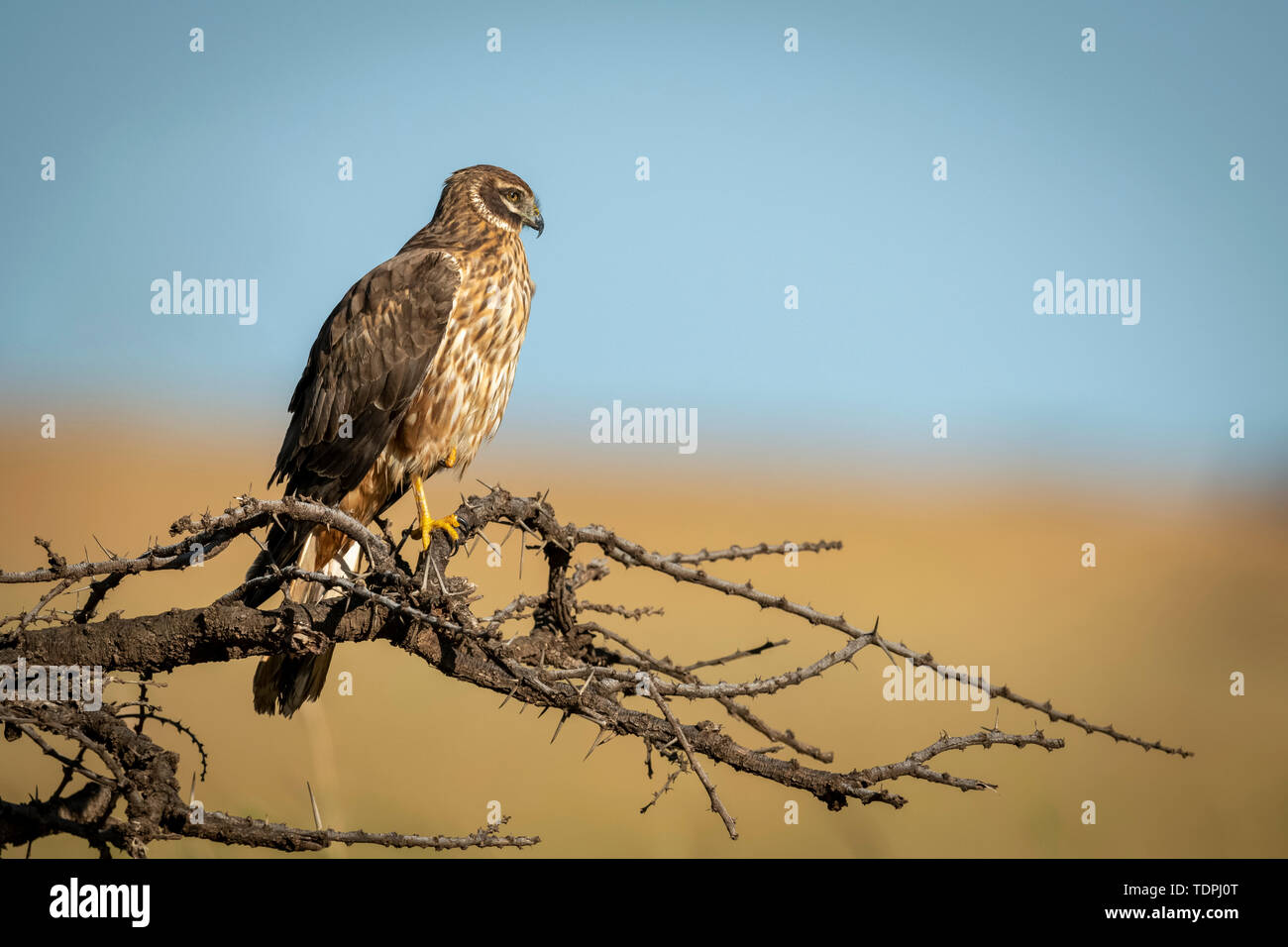 African marsh harrier (Circus ranivorus) perched on bare branch ...