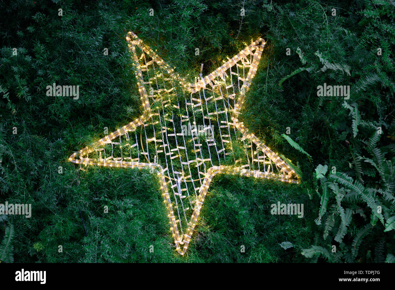 In the background of the green plants, the golden pentagon lamp Stock ...