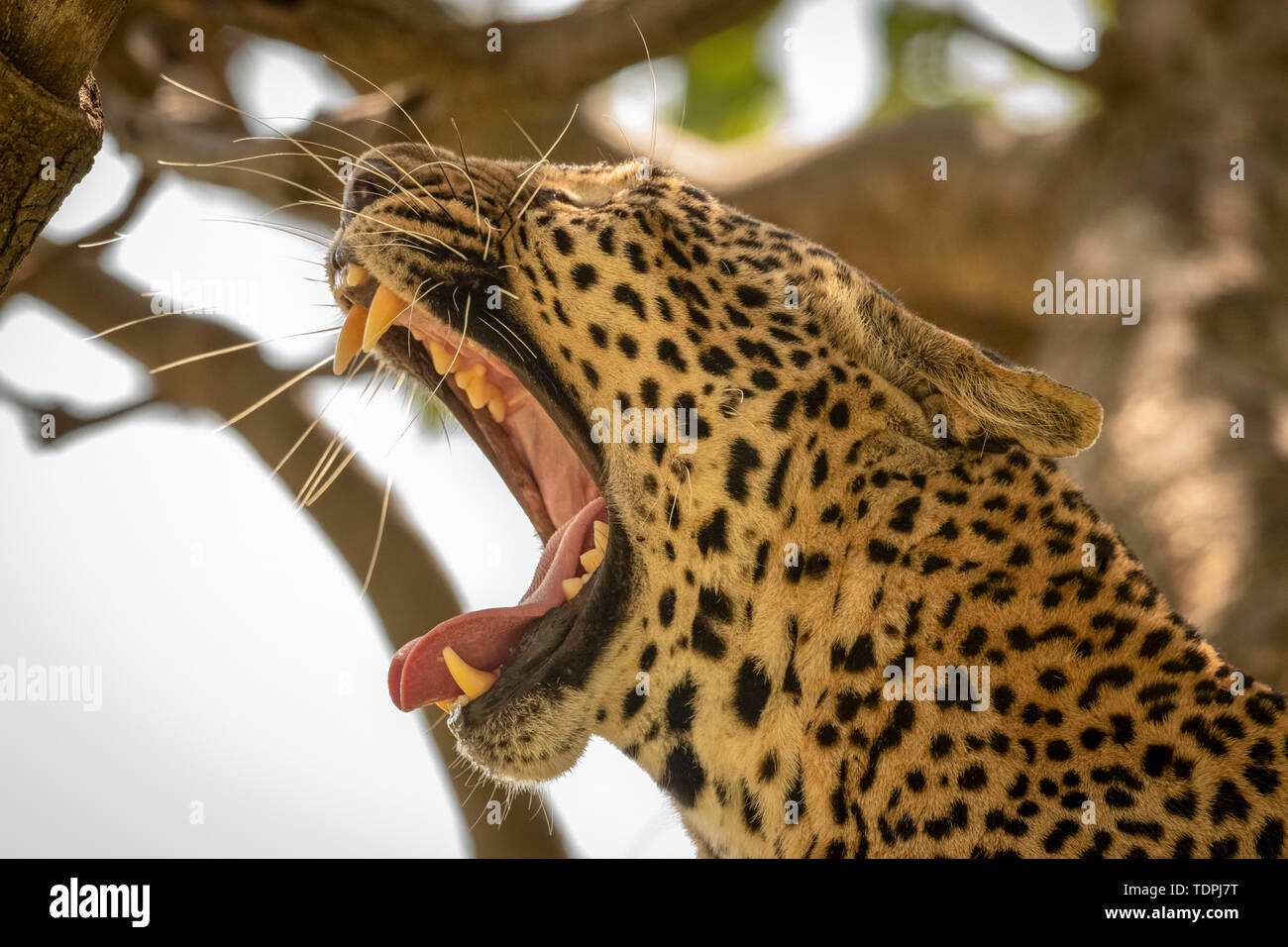 Close-up of leopard (Panthera pardus) yawning showing yellow teeth ...