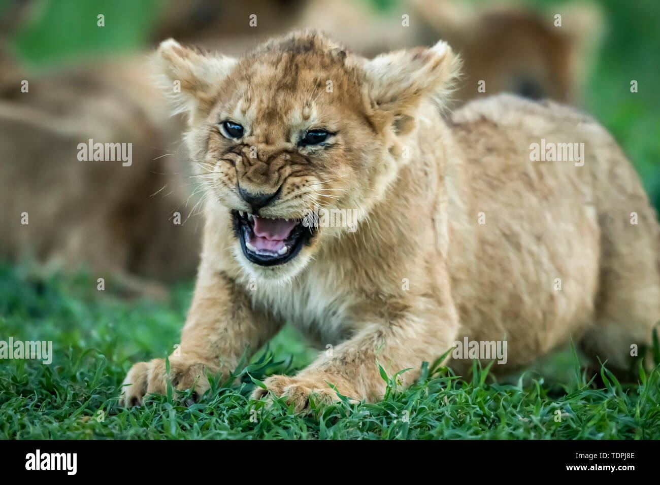 Lion baby teeth hi-res stock photography and images - Alamy