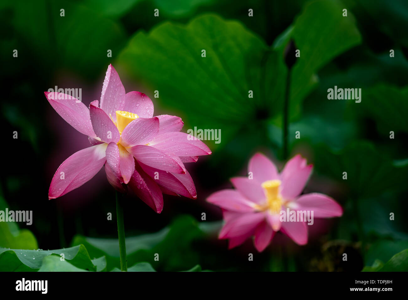 Foreign flowering plants hi-res stock photography and images - Alamy