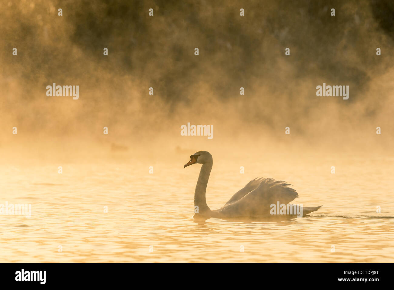 A warts-nosed swan swimming in hot springs in Yili, Xinjiang in winter ...