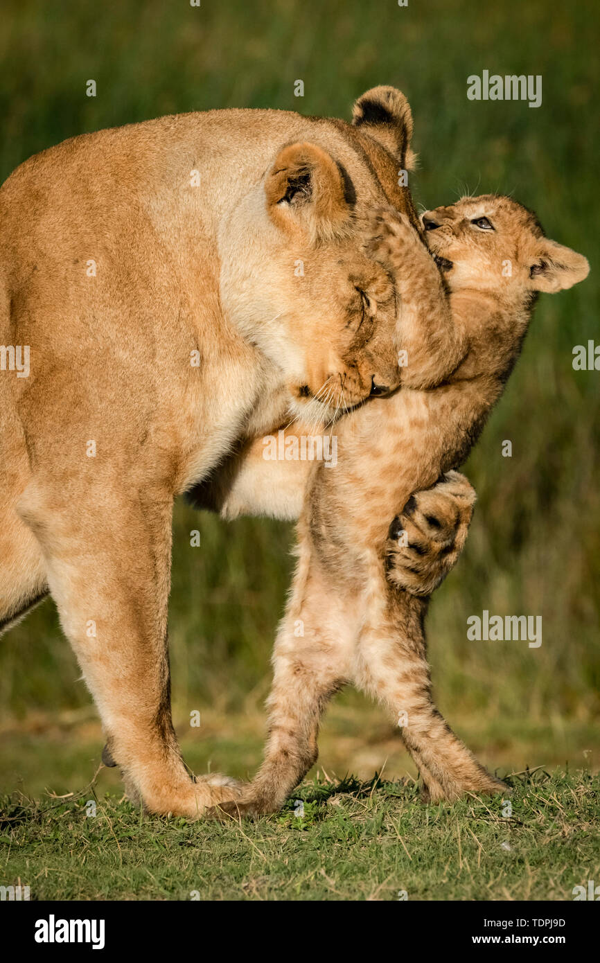 Close-up of lioness (Panthera leo) grabbing cub on hind legs, Serengeti ...
