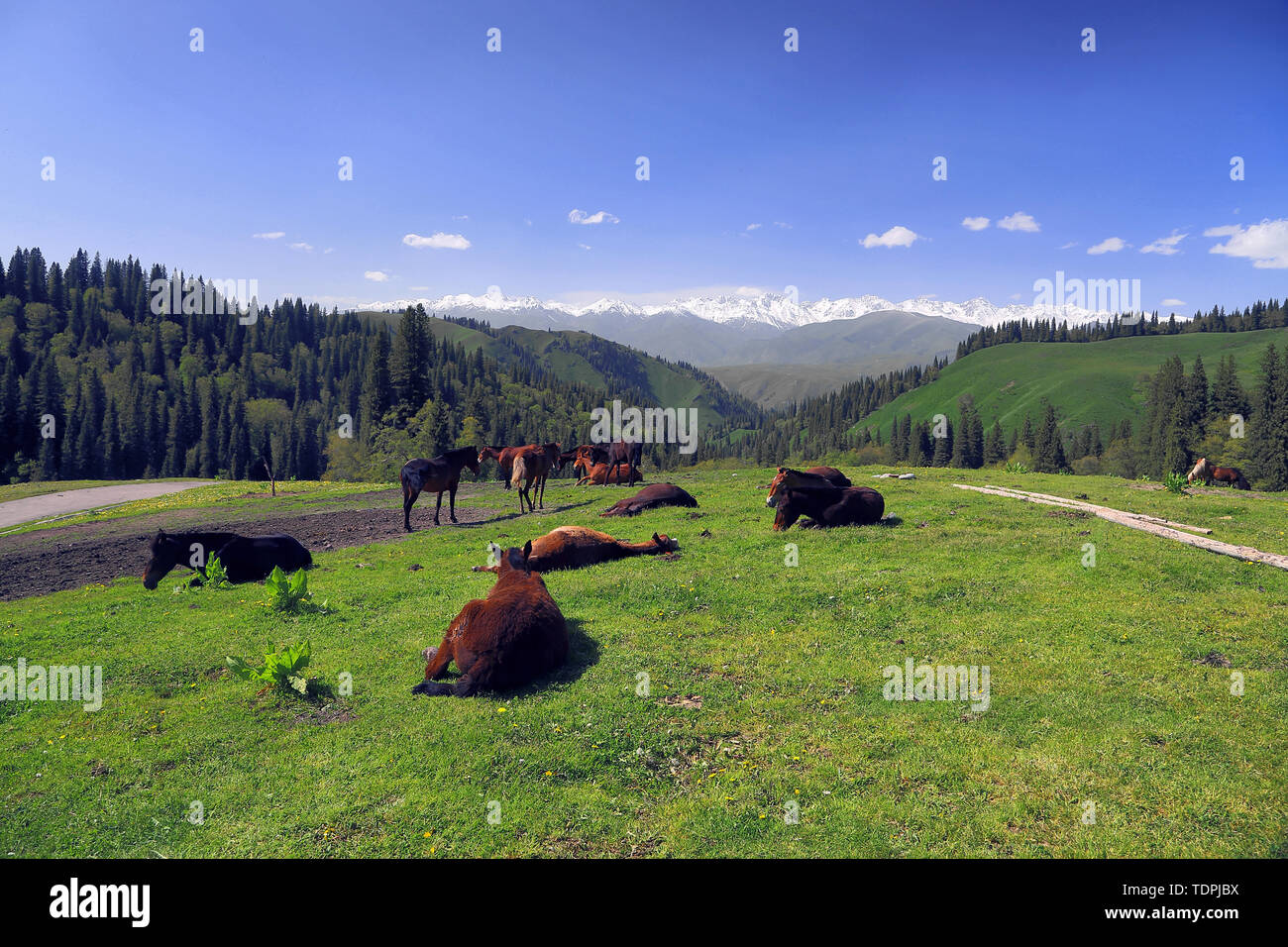 Scenery of Narati Prairie in Yili, Xinjiang Stock Photo - Alamy