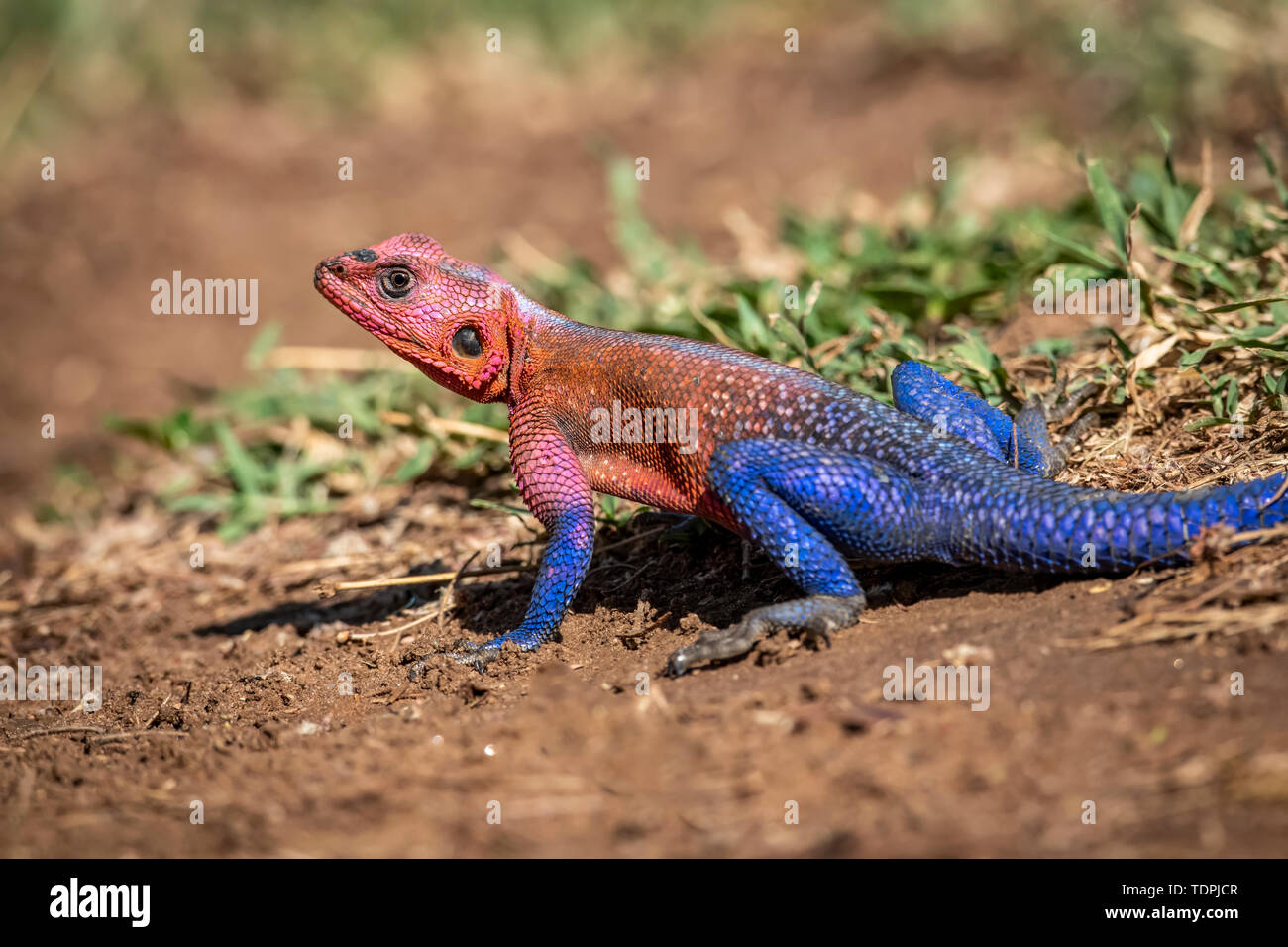 Red and blue lizard, tanzania hi-res stock photography and images - Alamy