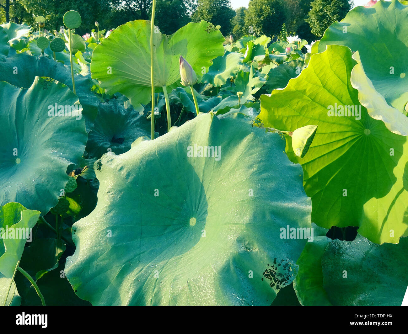 Lotus leaf field Stock Photo - Alamy