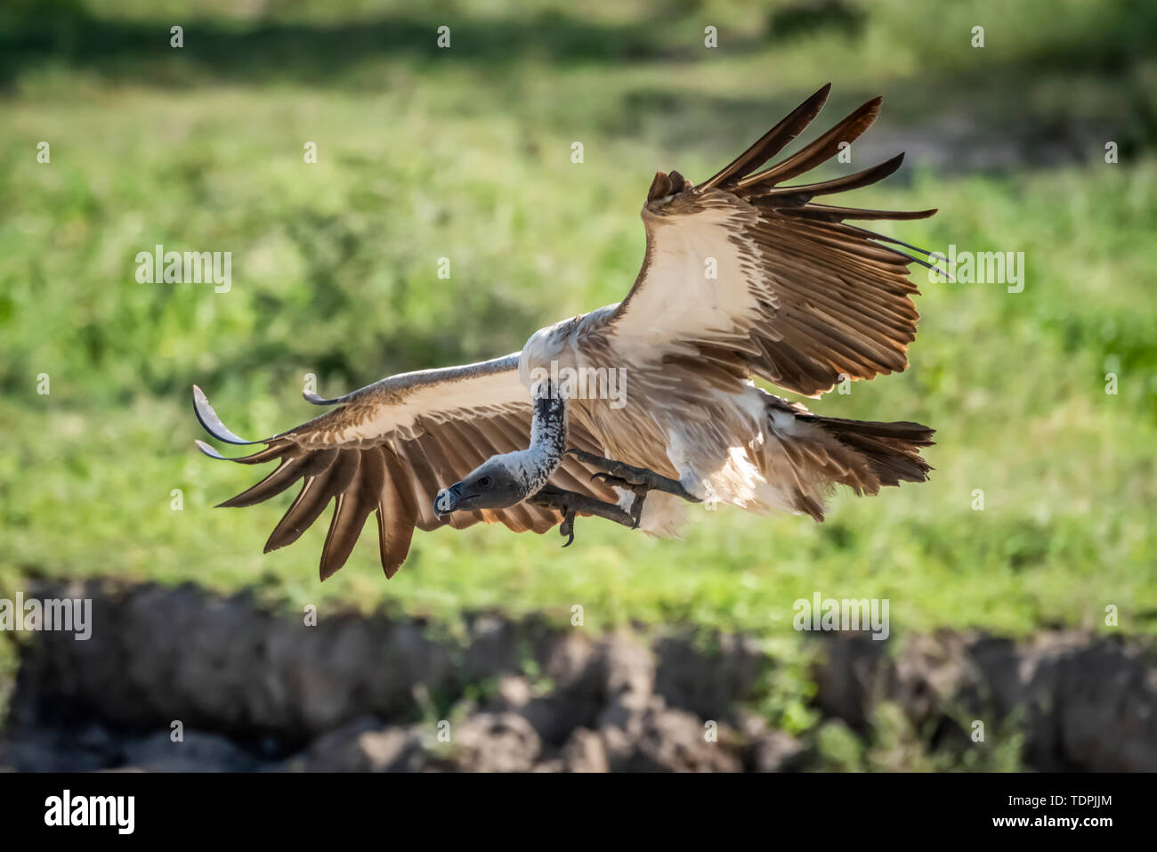 Vulture wing spread hi-res stock photography and images - Alamy