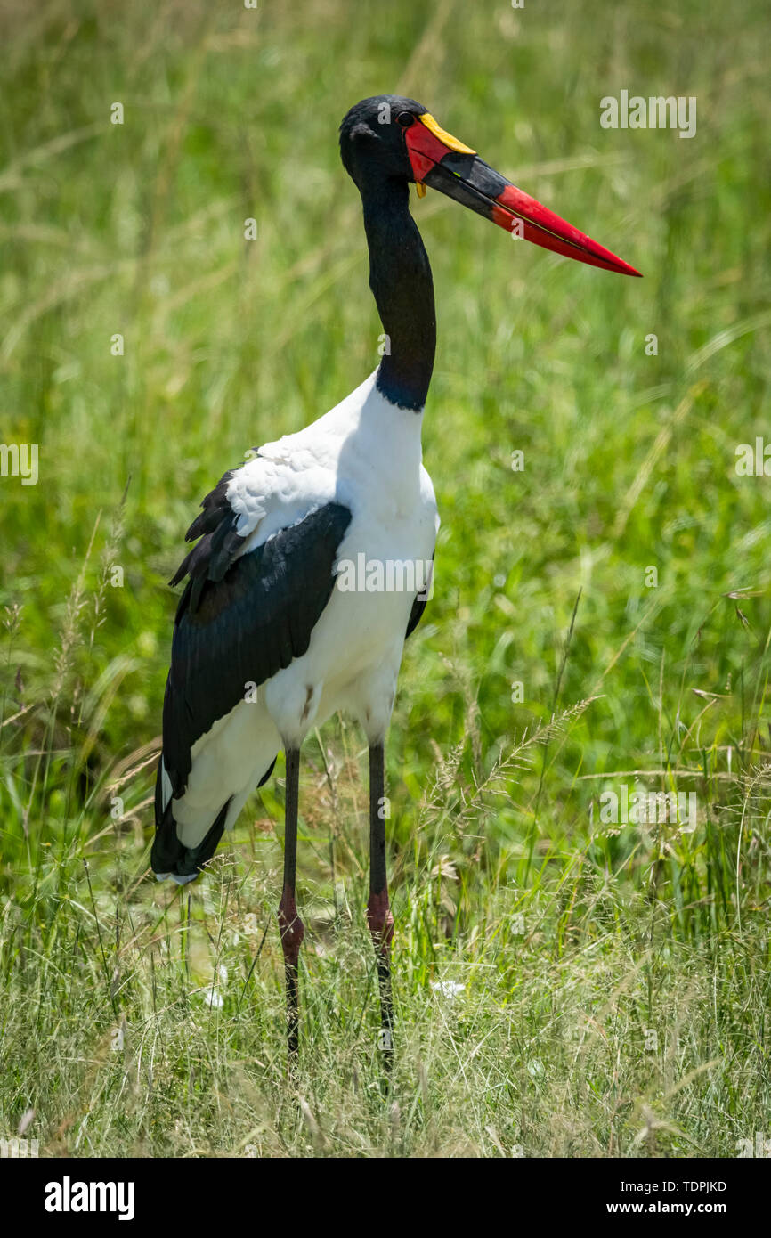 Red saddle billed stork hi-res stock photography and images - Alamy