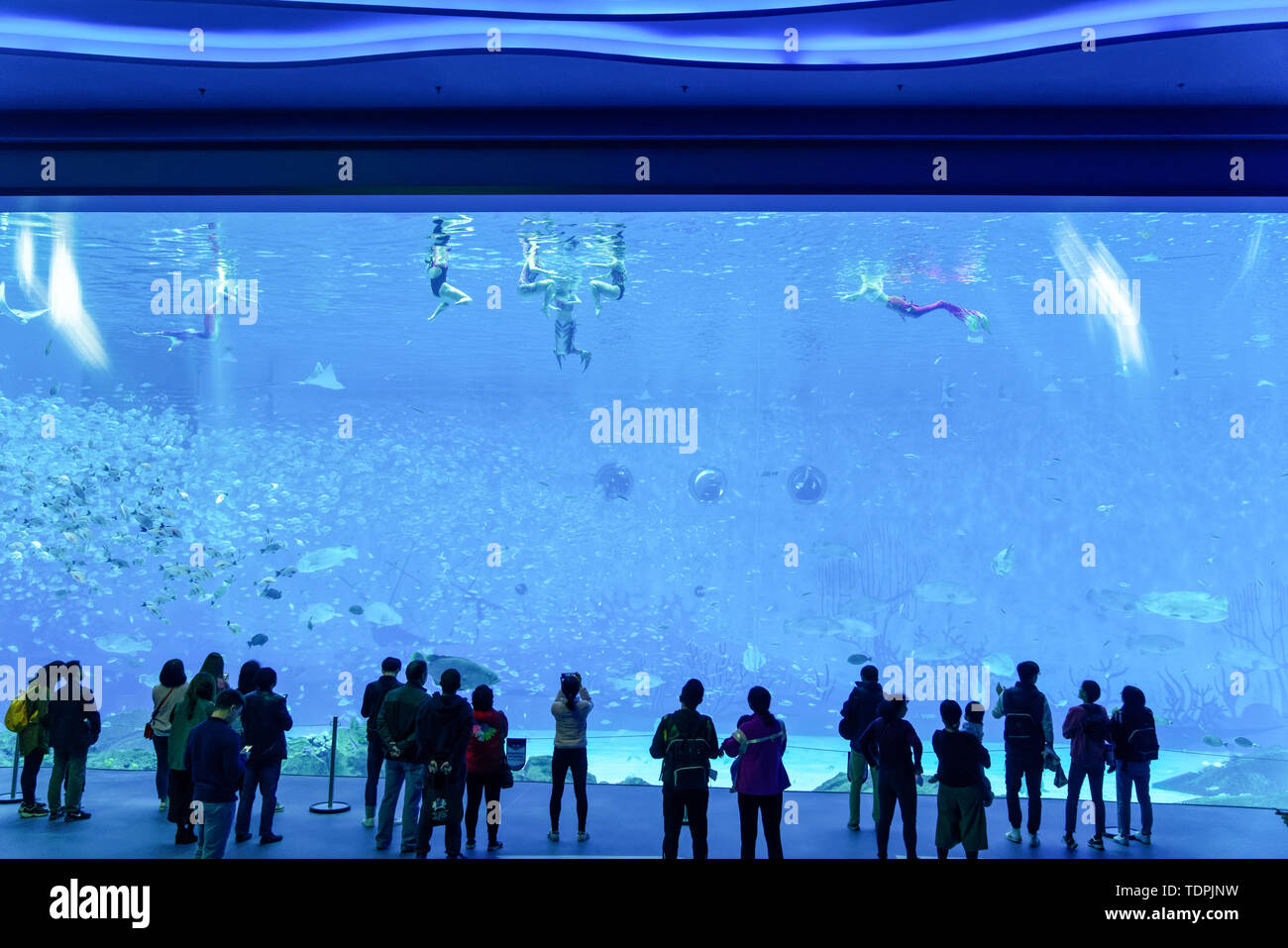 Mermaid performance at Haichang Ocean Park, Shanghai Stock Photo - Alamy